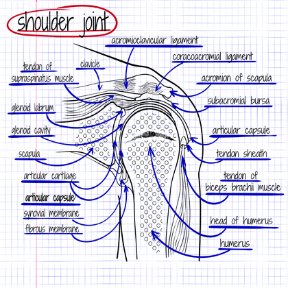 ATC Tip: The Labrum - PTandMe