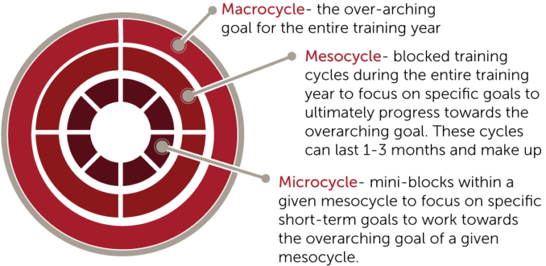 A Guide to Periodization with Weight Training - PTandMe